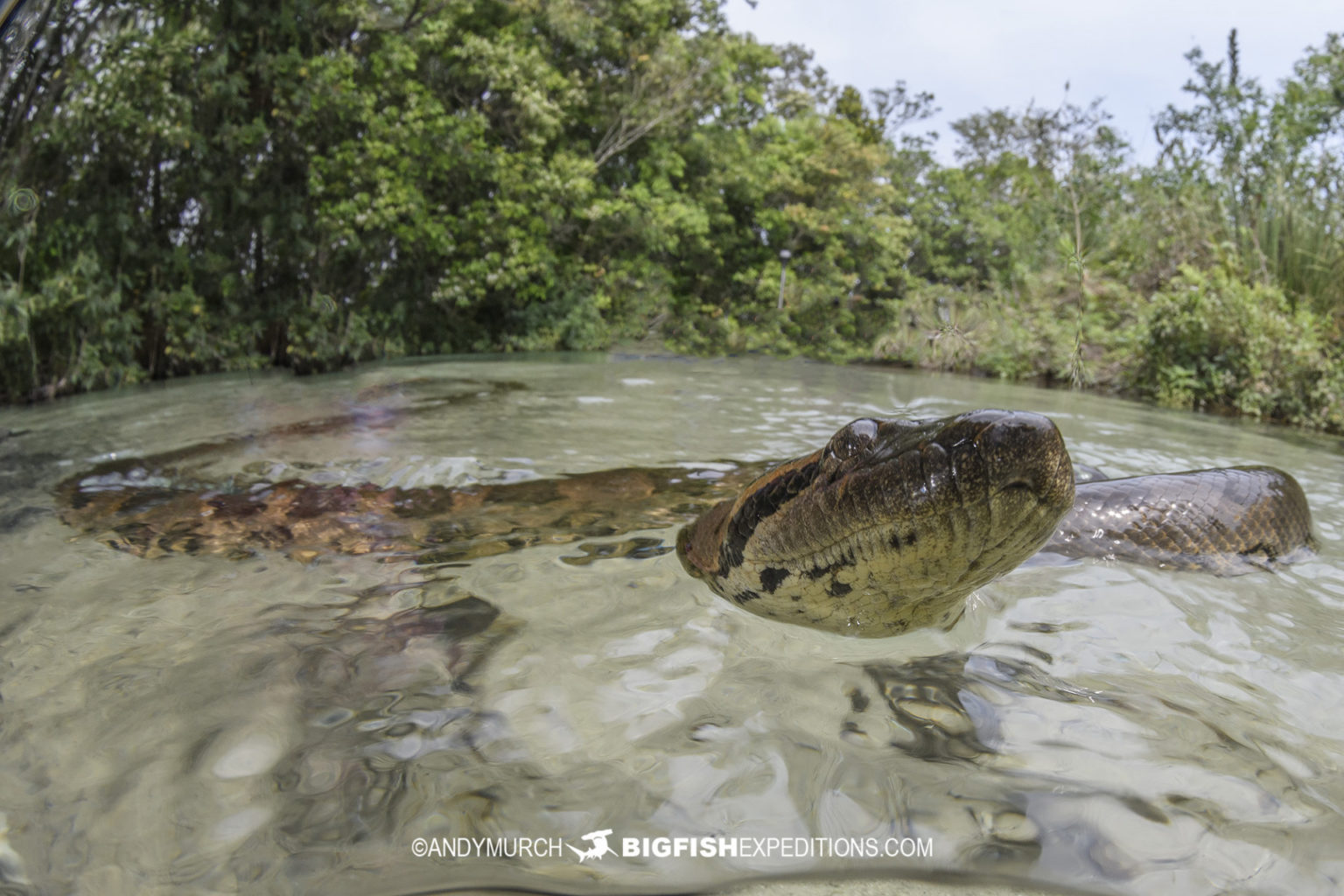 Diving with Anacondas in Bonito, Brazil.