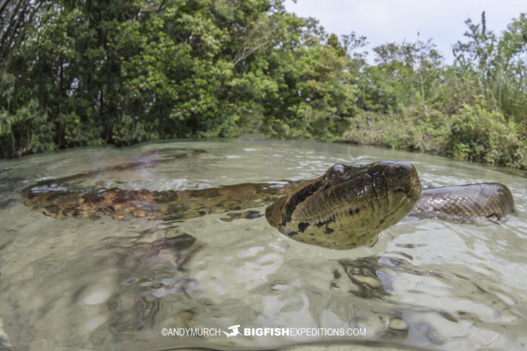 Diving with Anacondas in Bonito, Brazil.