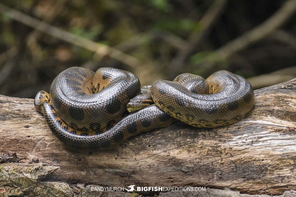 Diving with Giant Anacondas in Brazil.