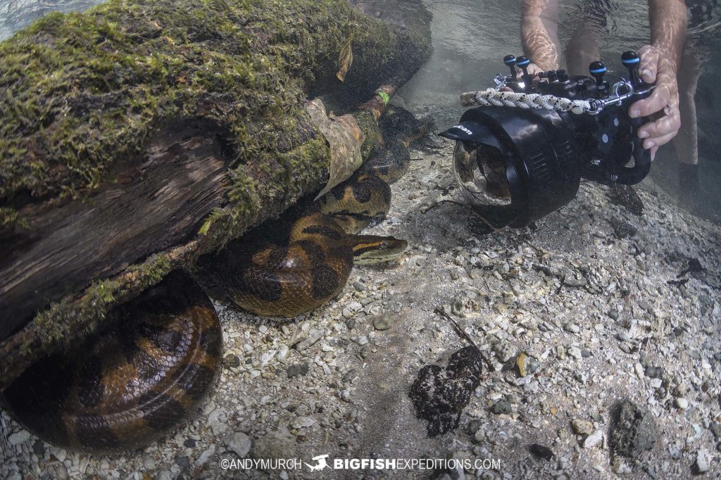 Diving with Giant Anacondas in Brazil.