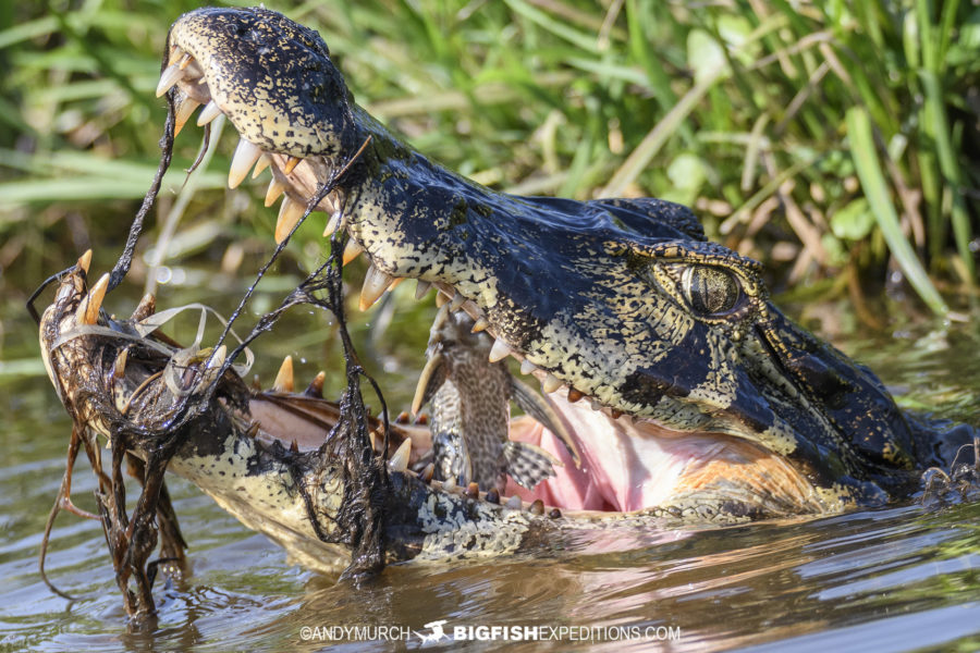 Caiman-eating-fish | Big Fish Expeditions