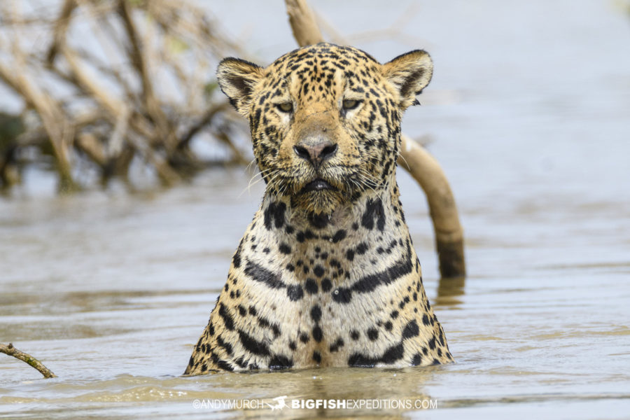 Jaguar-swimming | Big Fish Expeditions