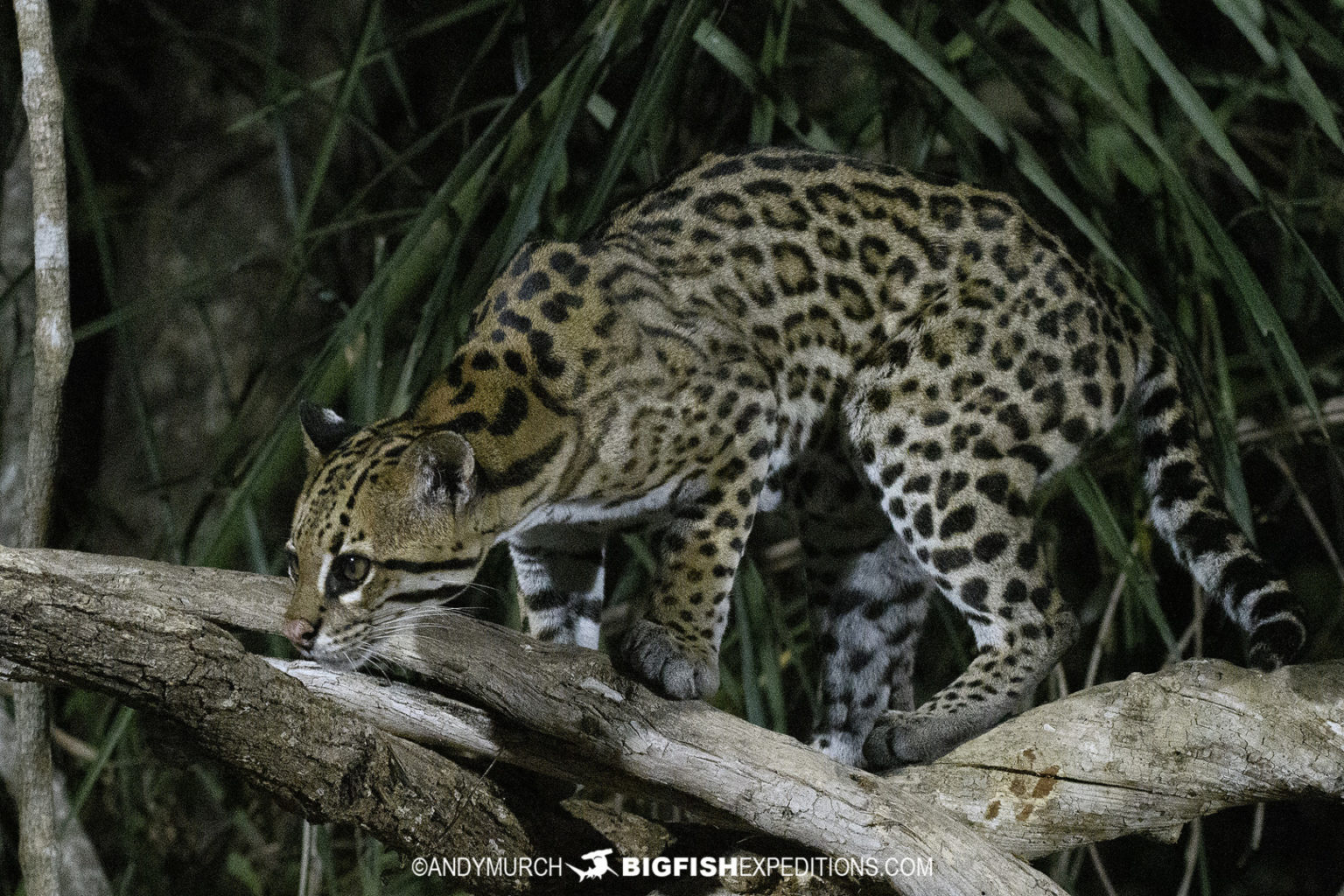 Ocelot-Tour | Big Fish Expeditions