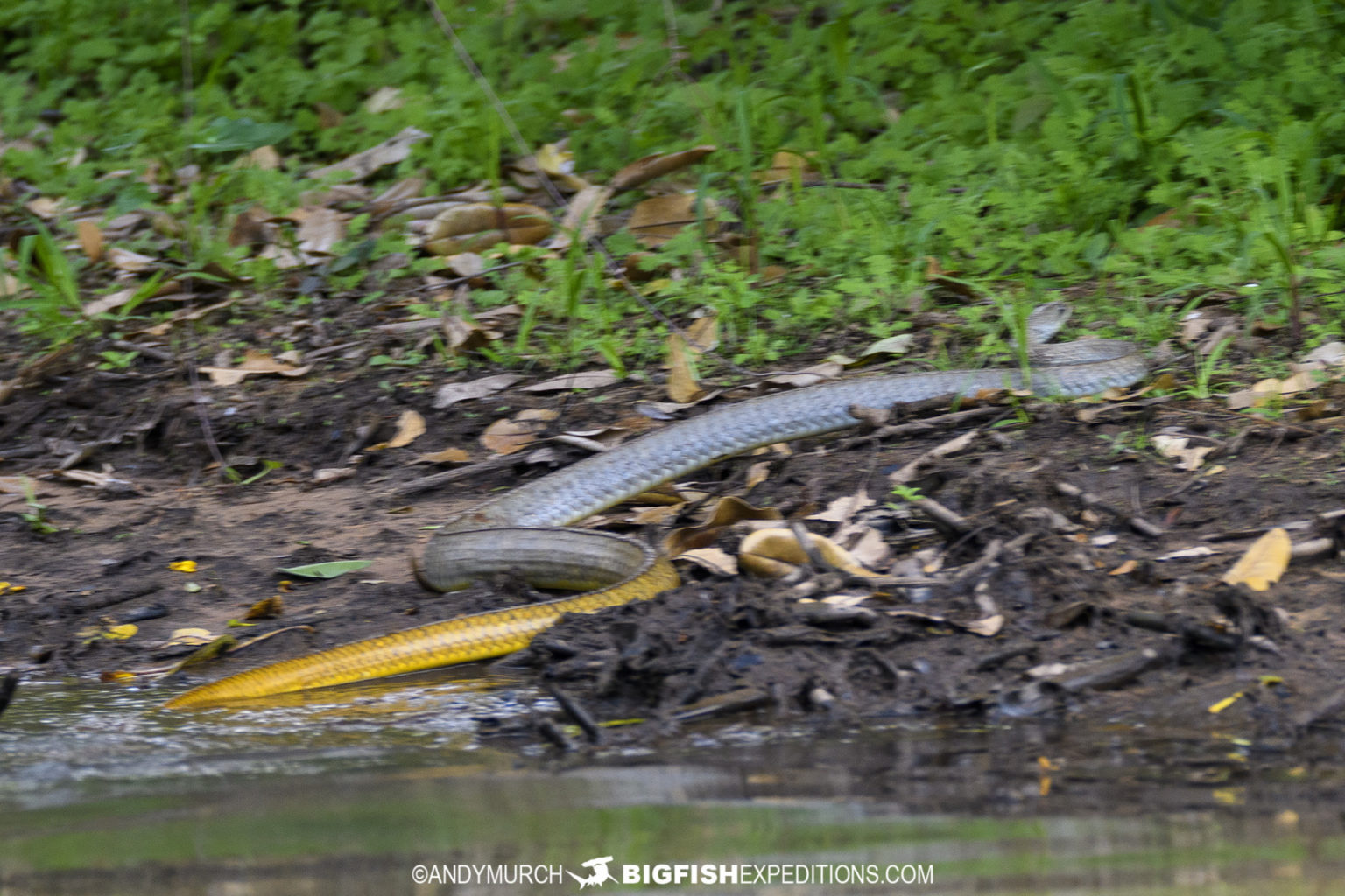 Yellow-tailed-cribo | Big Fish Expeditions