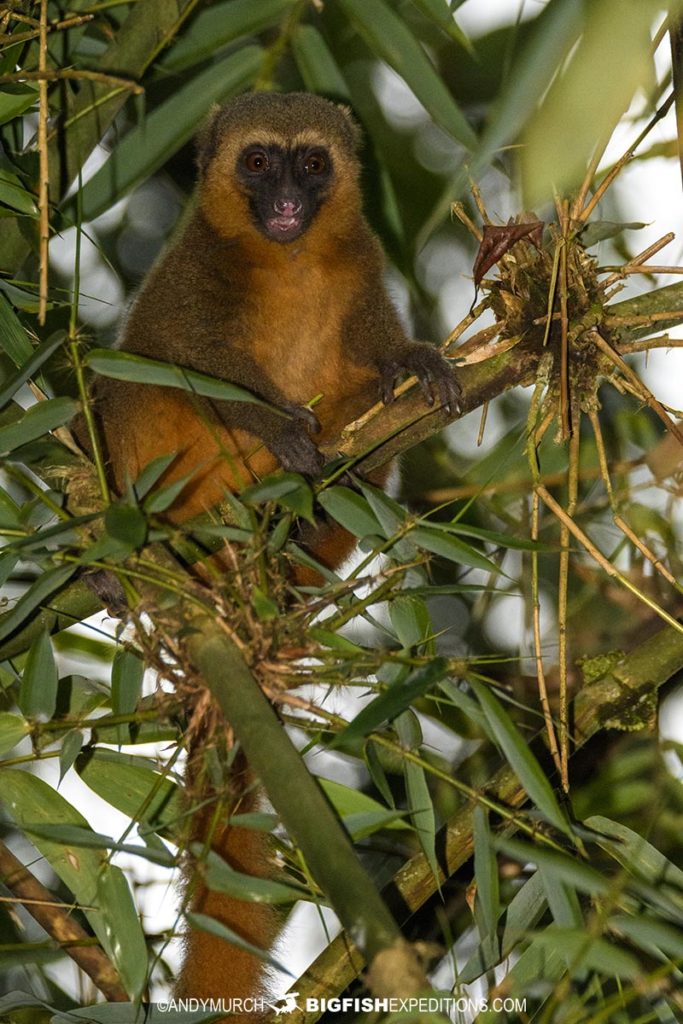 Golden-Bamboo-Lemur-22 | Big Fish Expeditions