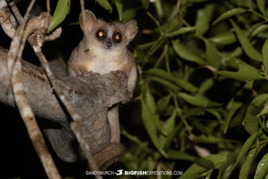 Mouse Lemur in Madagascar-22 | Big Fish Expeditions