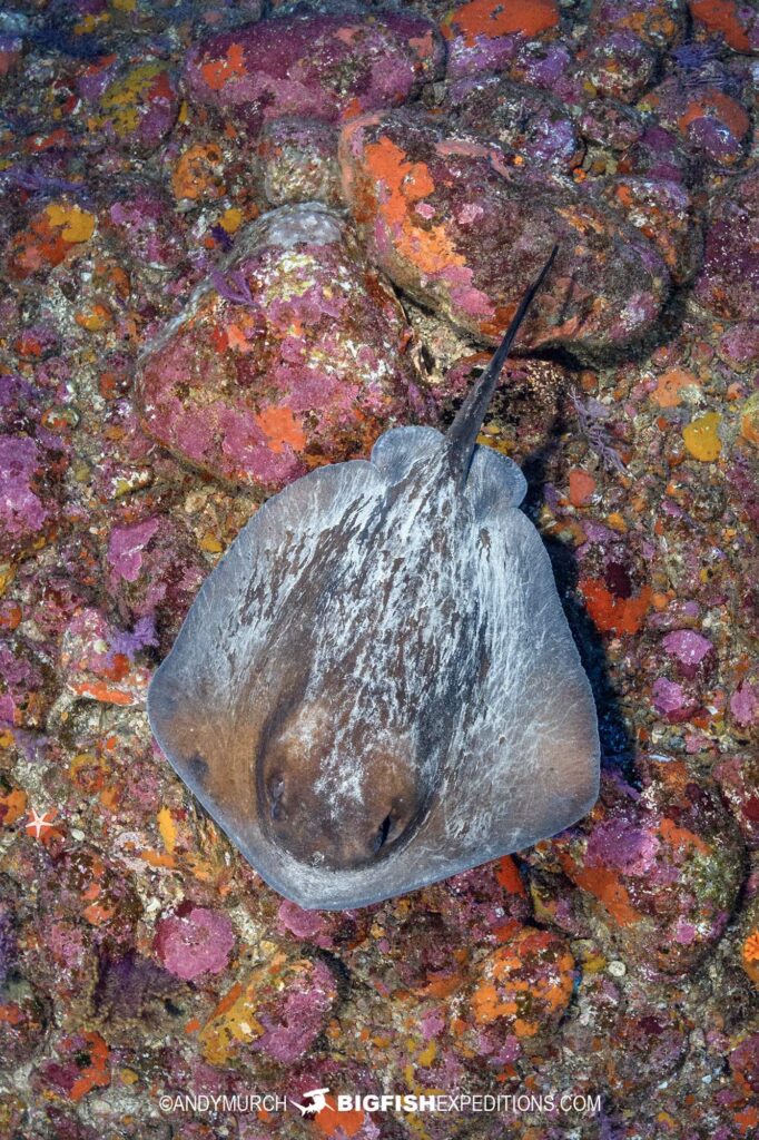 Japanese Shark Diving Safari 2023. Sharks and Rays of Japan.