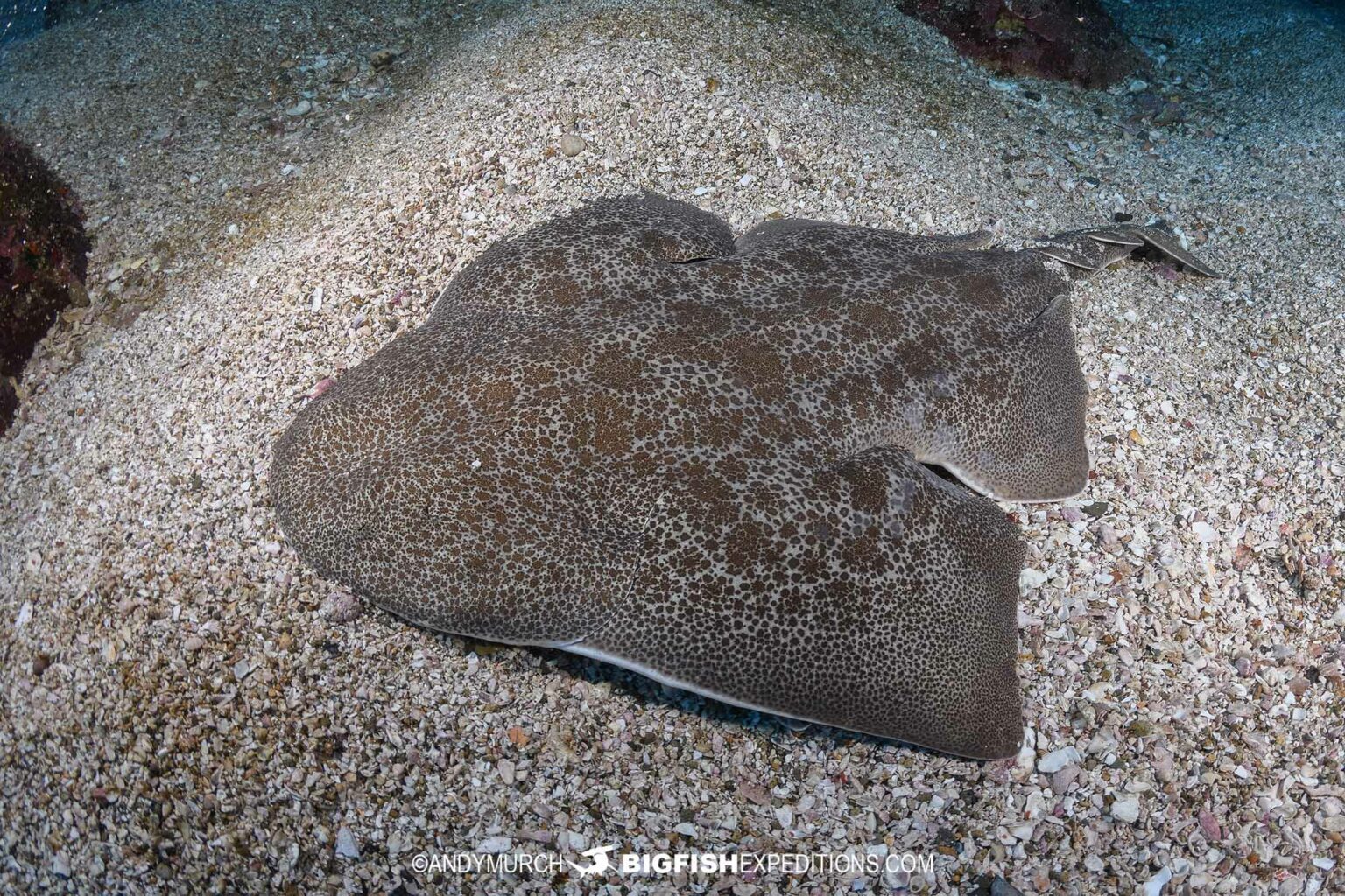 Japanese Shark Diving Safari 2023. Sharks and Rays of Japan.