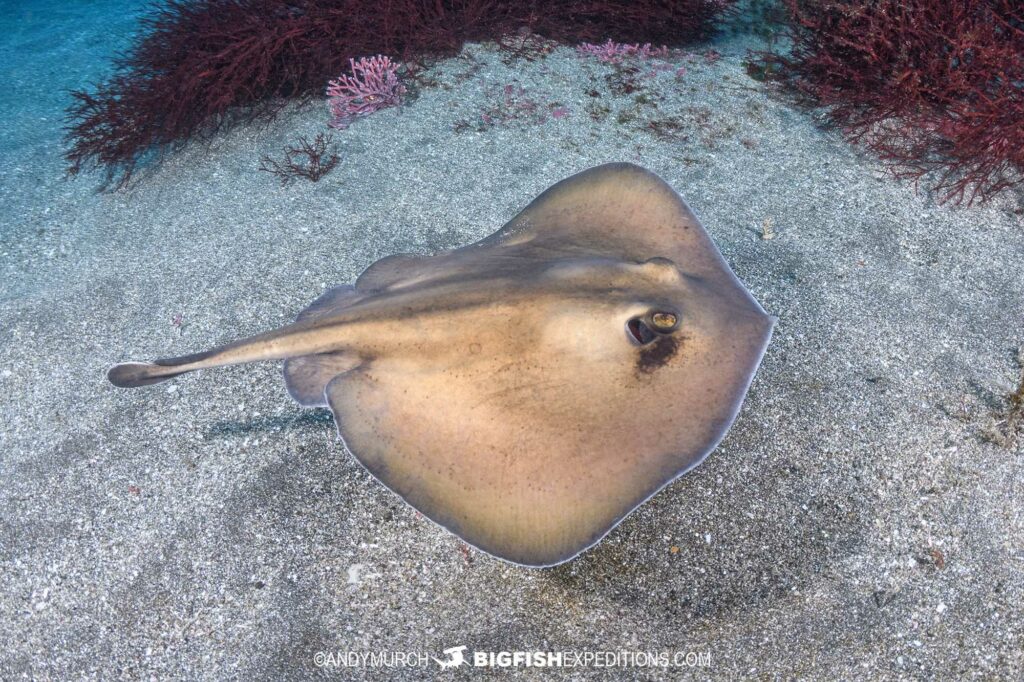 Japanese Shark Diving Safari 2023. Sharks and Rays of Japan.