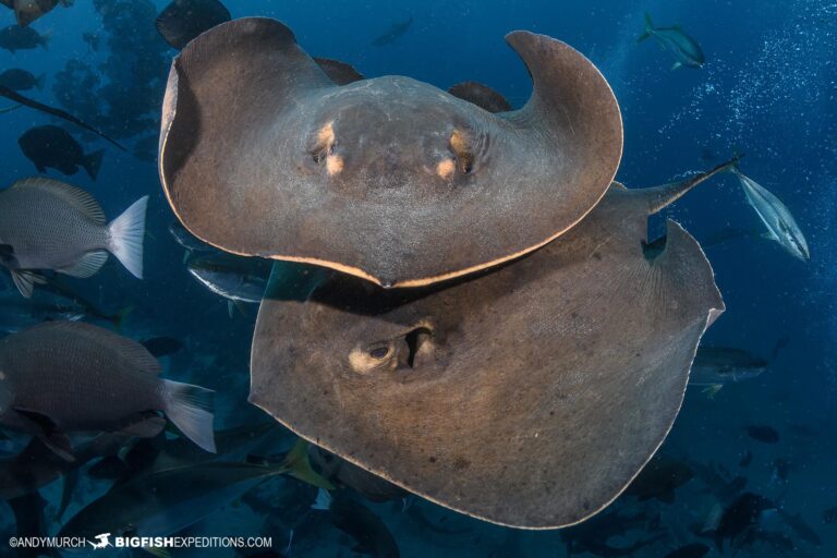 Japanese Shark Diving Safari 2023. Sharks and Rays of Japan.