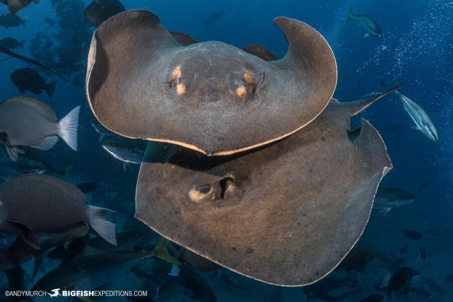 Japanese Shark Diving Safari 2023. Sharks and Rays of Japan.