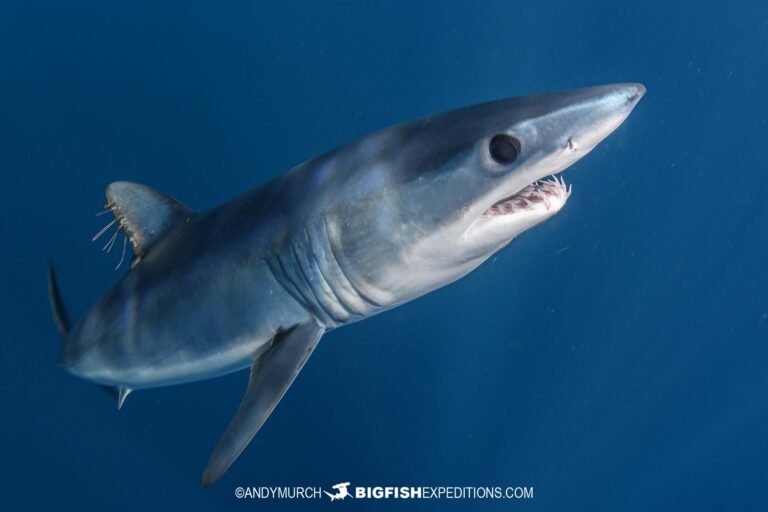 Mako and Blue Shark Snorkeling in Baja, Mexico.