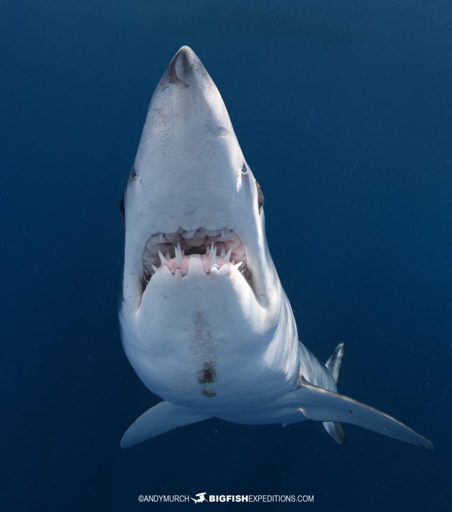 Mako and Blue Shark Snorkeling in Baja, Mexico.