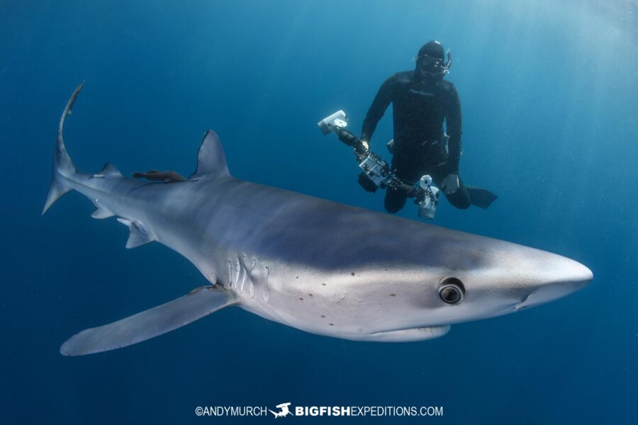 Mako and Blue Shark Snorkeling in Baja, Mexico.