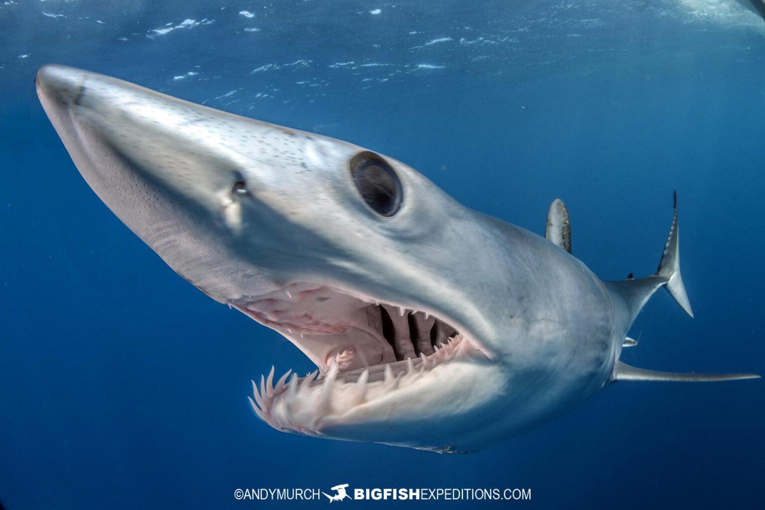 Mako and Blue Shark Snorkeling in Baja, Mexico.
