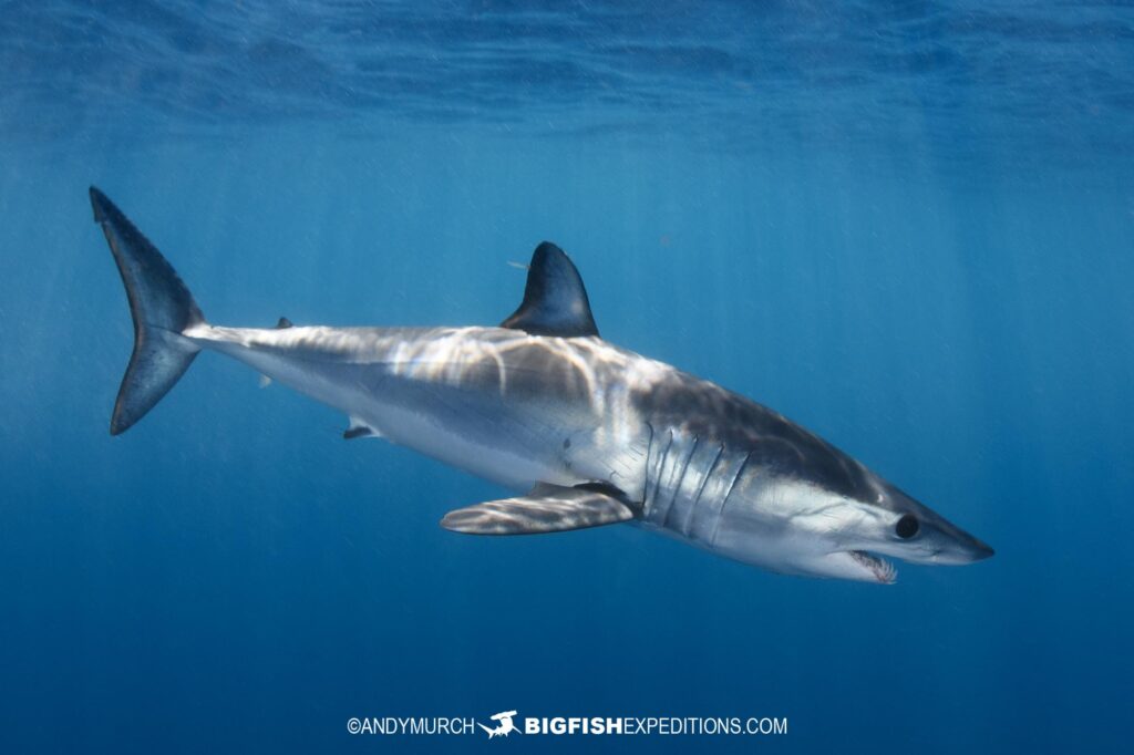 Mako and Blue Shark Snorkeling in Baja, Mexico.