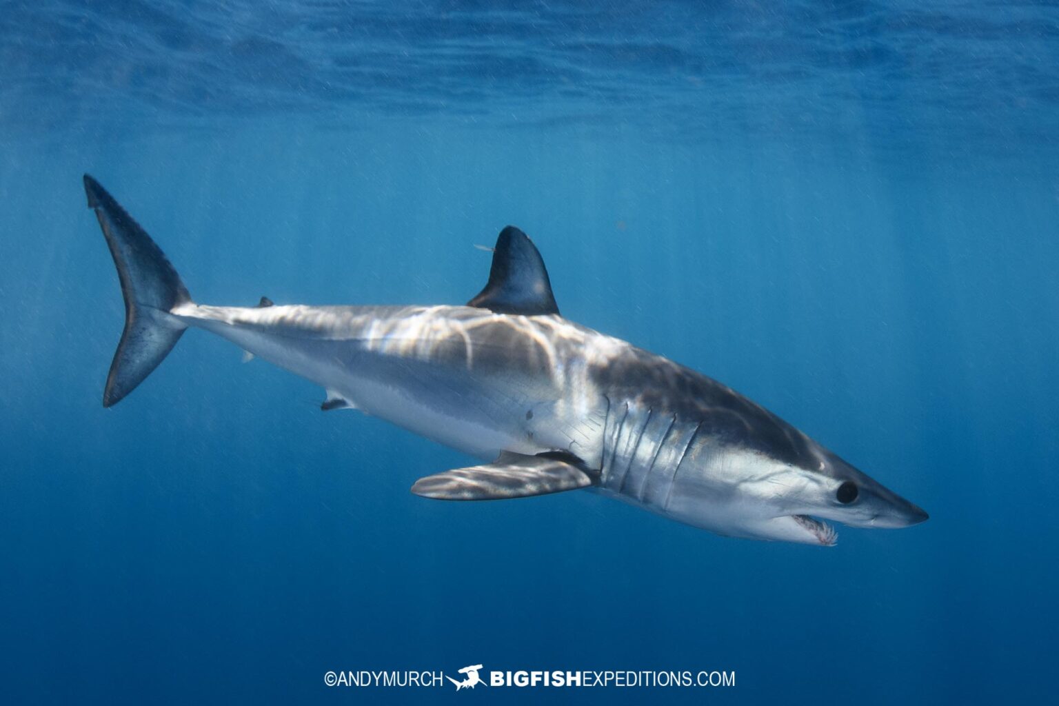 Mako and Blue Shark Snorkeling in Baja, Mexico.