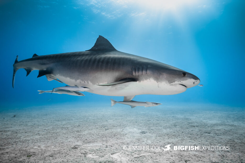 Diving with Tiger Sharks at Tiger Beach.