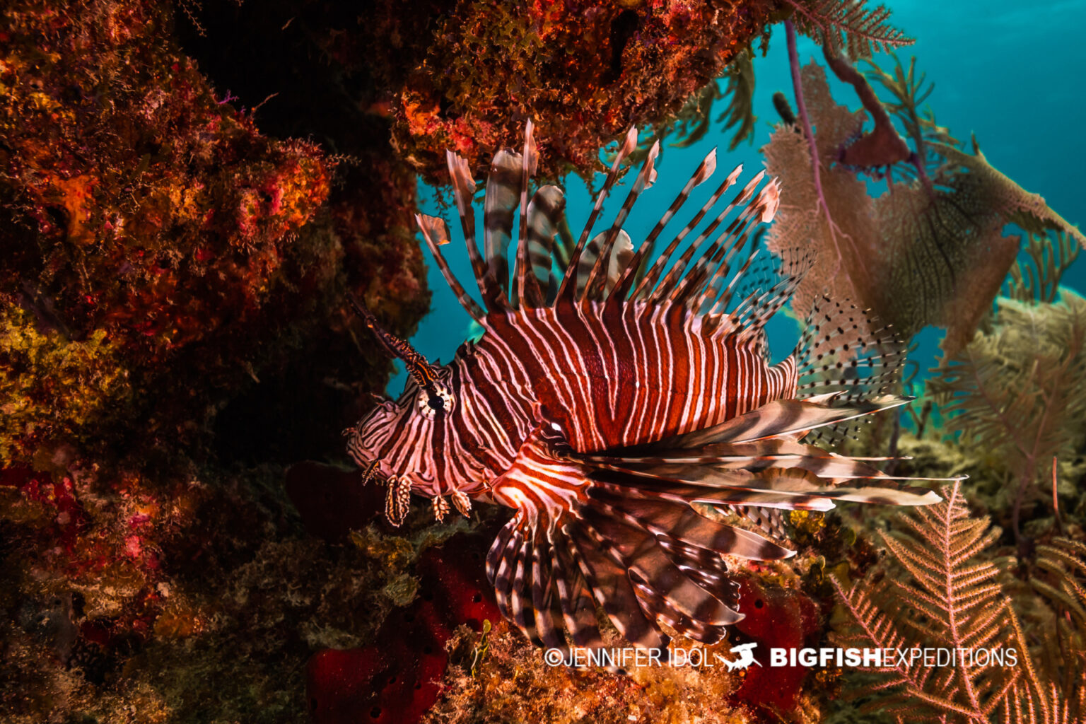 Diving with Tiger Sharks at Tiger Beach.