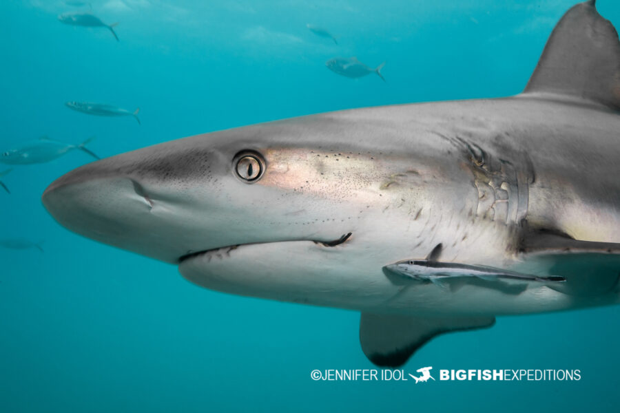Diving with Tiger Sharks at Tiger Beach.