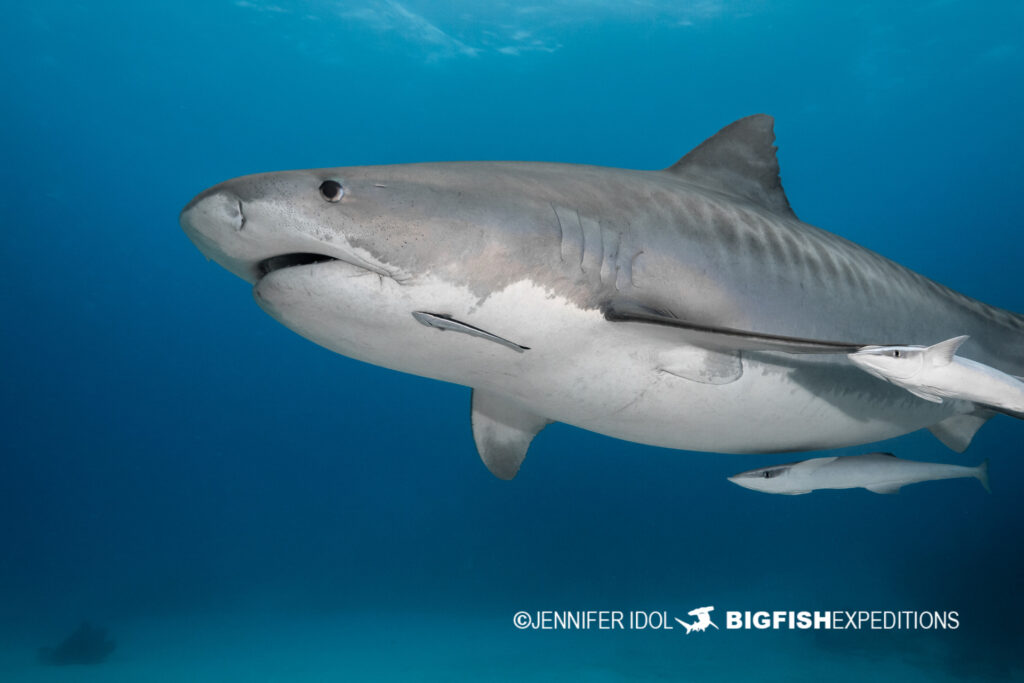 Diving with Tiger Sharks at Tiger Beach.
