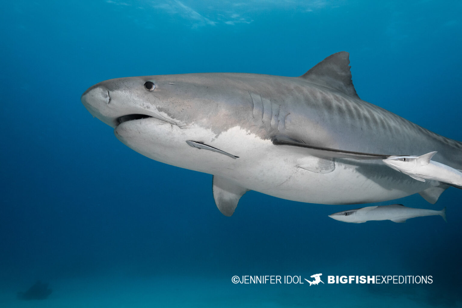 Diving with Tiger Sharks at Tiger Beach.