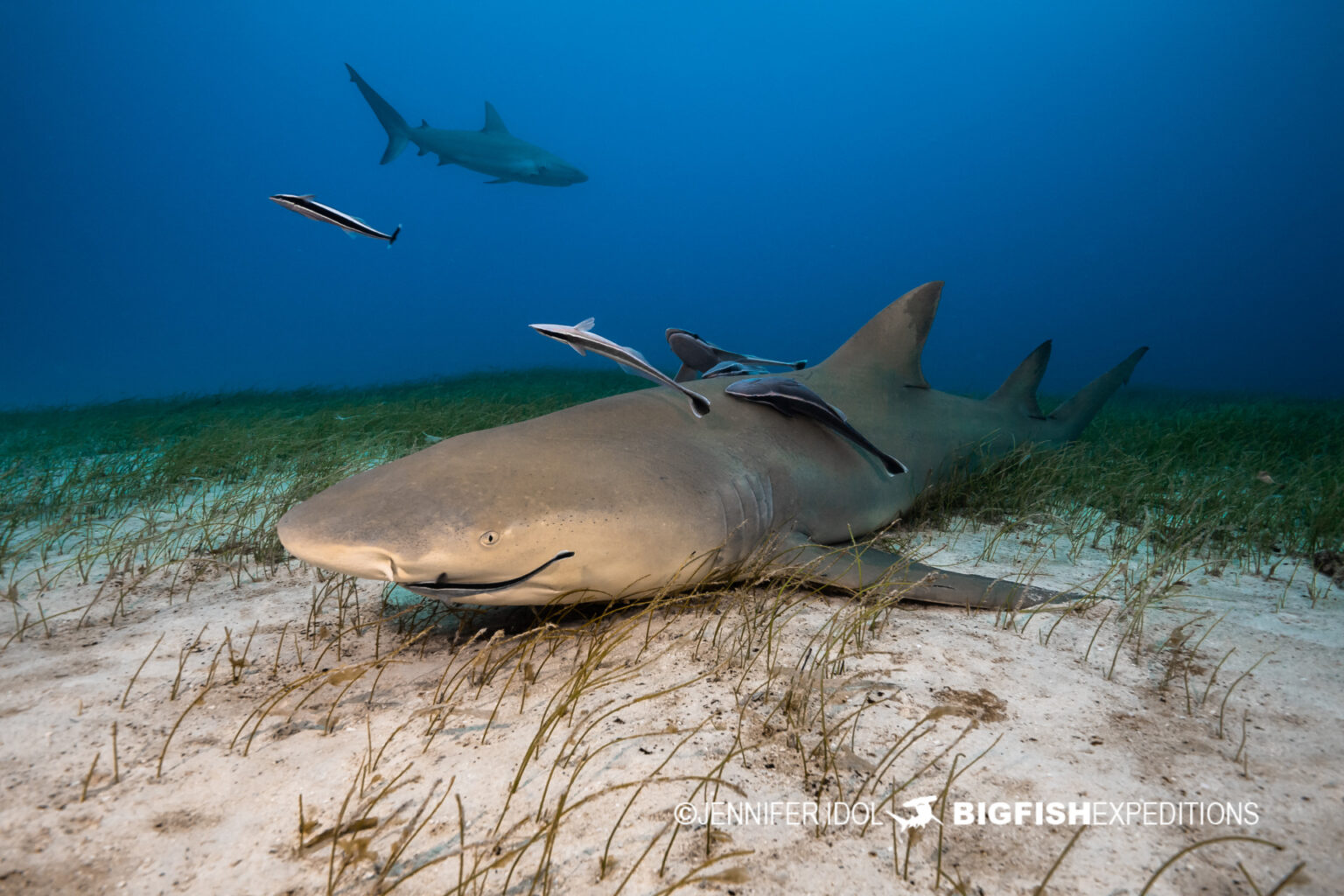Diving with Tiger Sharks at Tiger Beach.