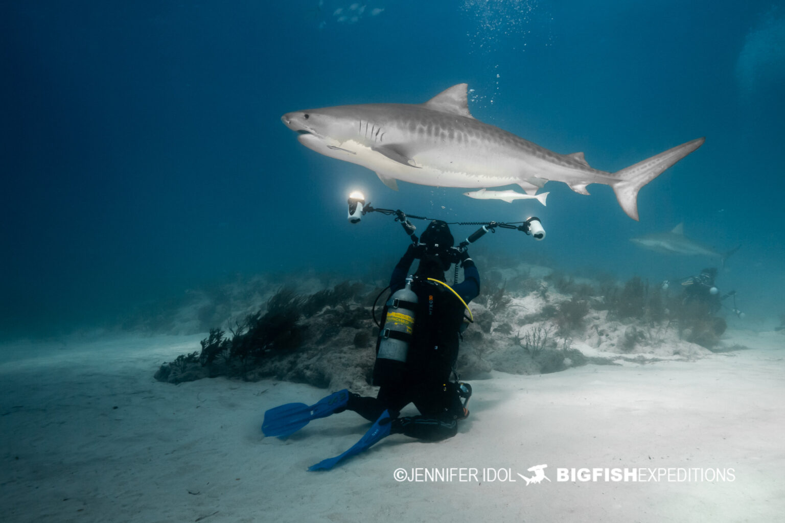 Diving with Tiger Sharks at Tiger Beach.