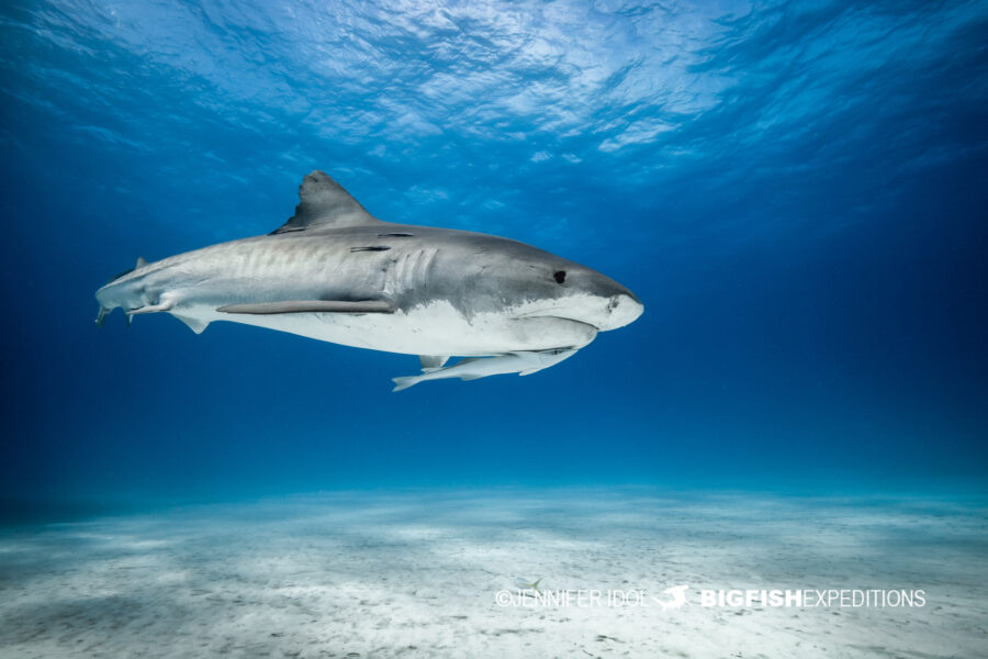 Diving with Tiger Sharks at Tiger Beach.
