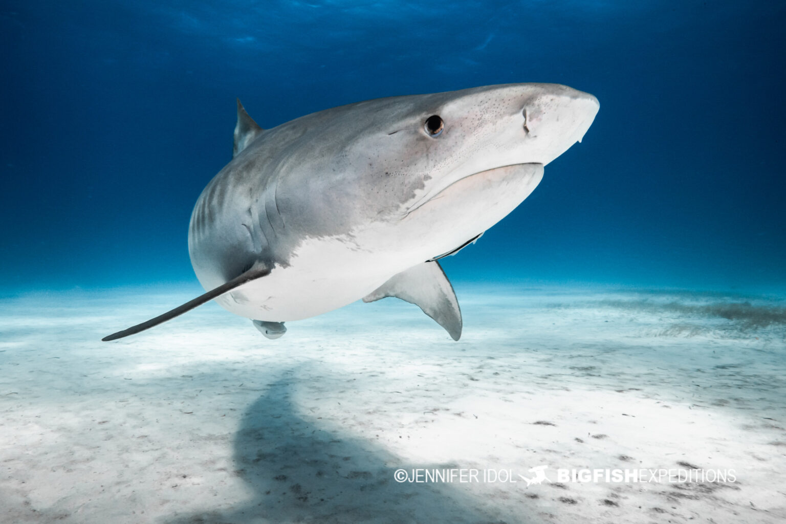 Diving with Tiger Sharks at Tiger Beach.