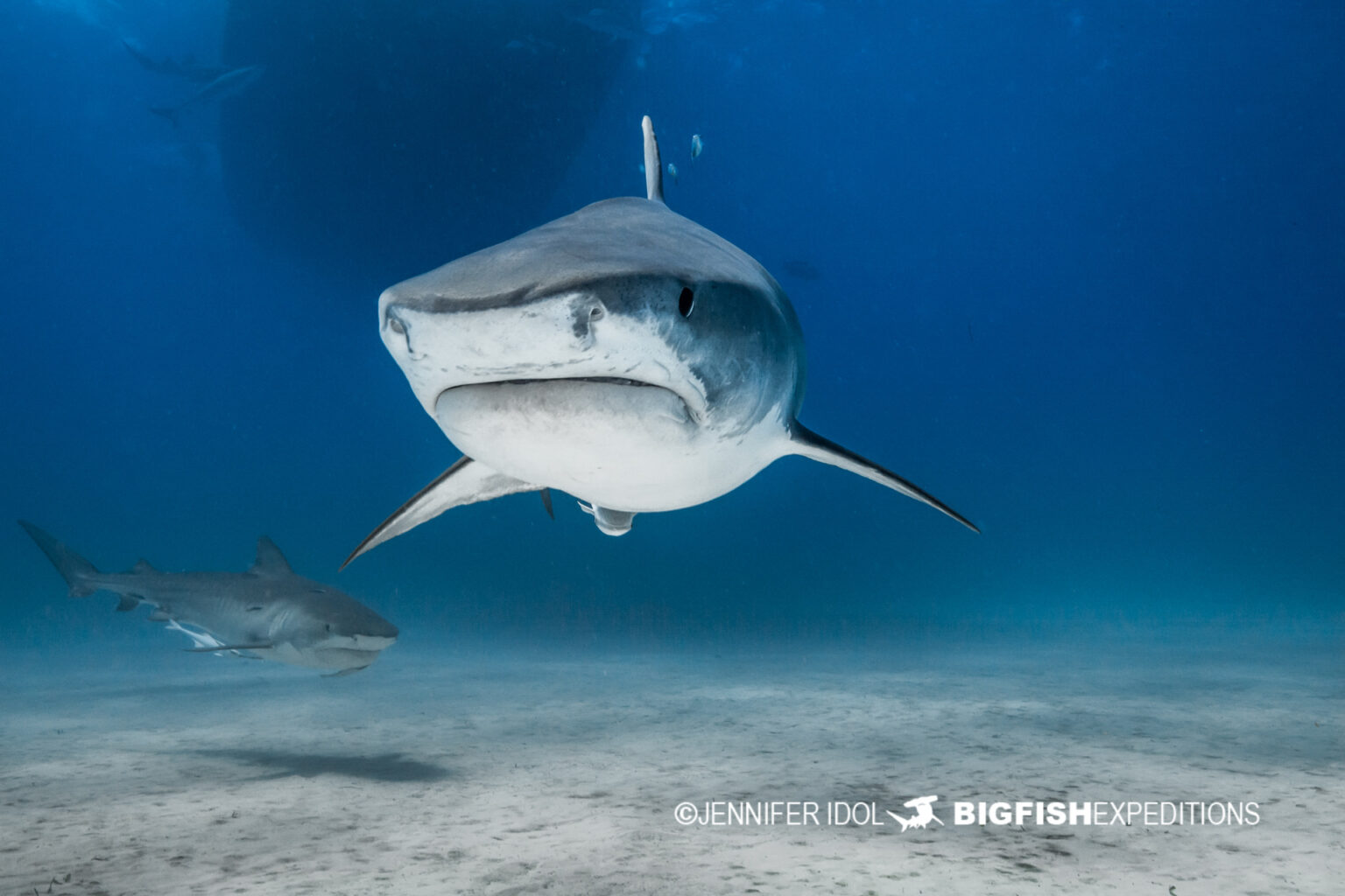 Diving with Tiger Sharks at Tiger Beach.