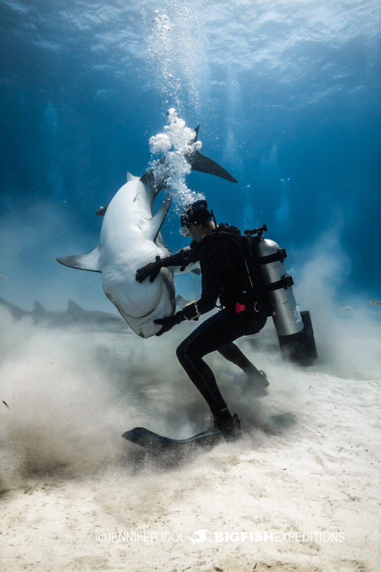 Diving with Tiger Sharks at Tiger Beach.