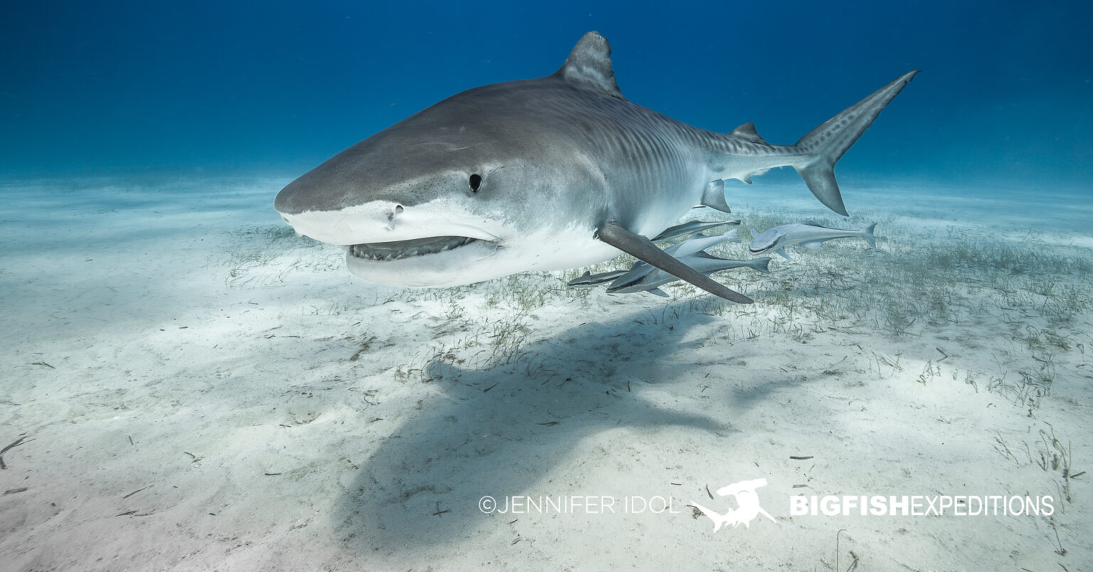 Diving with Tiger Sharks at Tiger Beach.
