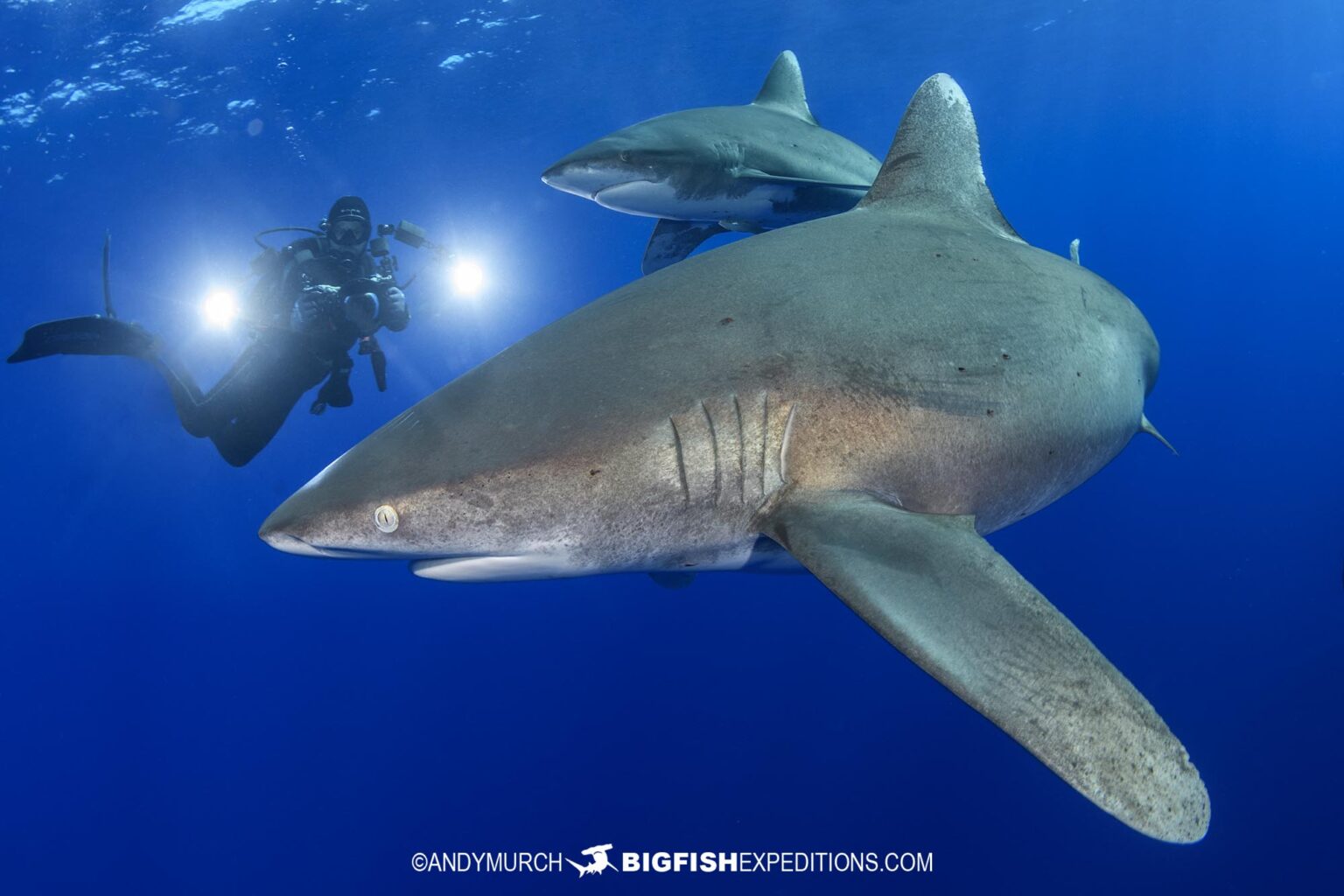 Mako and Blue Shark Snorkeling in Baja, Mexico.