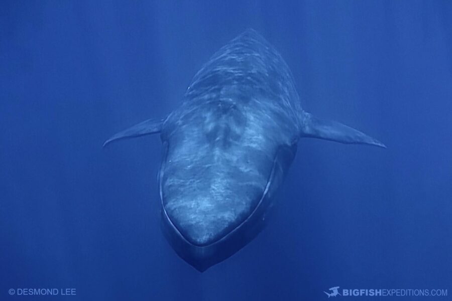 Blue Whale snorkeling in Timor L’este | Big Fish Expeditions