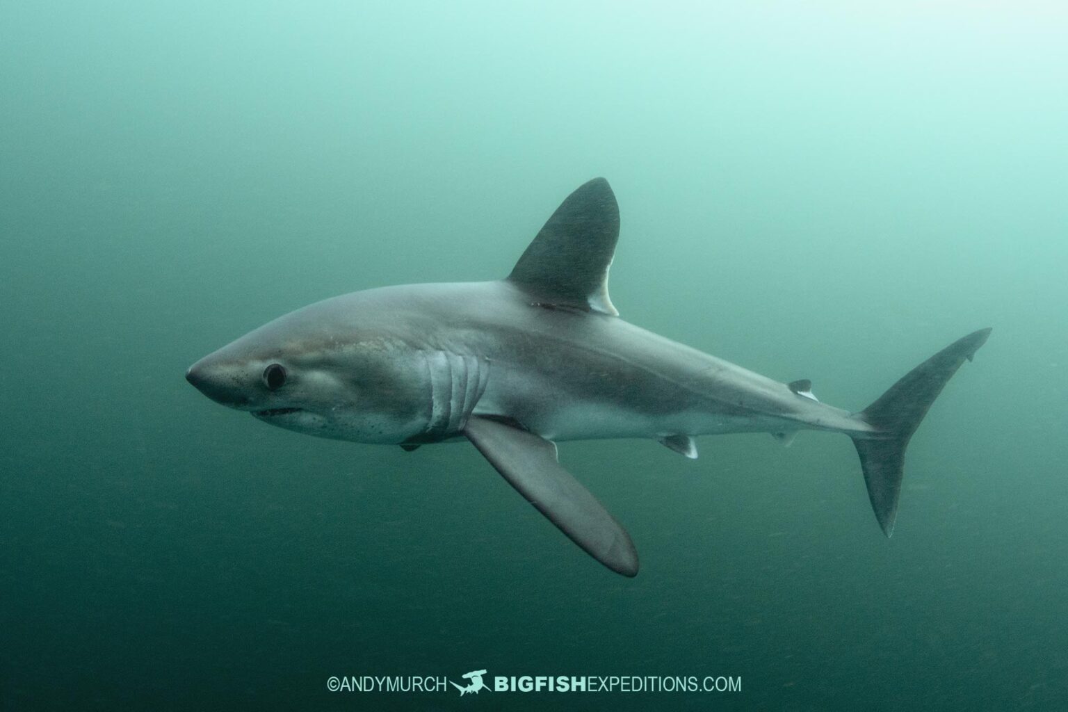 Diving with Porbeagle Sharks in France.