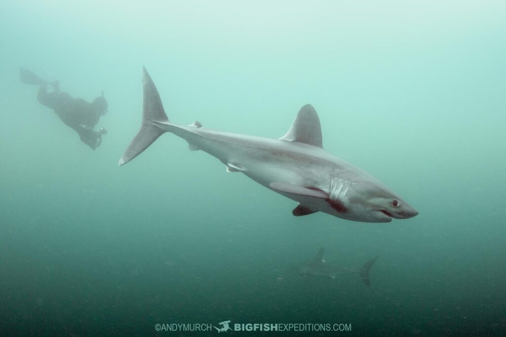 Porbeagle-Shark-Snorkeling-007 | Big Fish Expeditions
