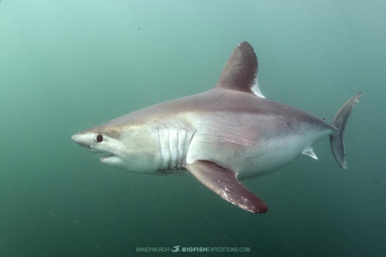 Diving with Porbeagle Sharks in France.