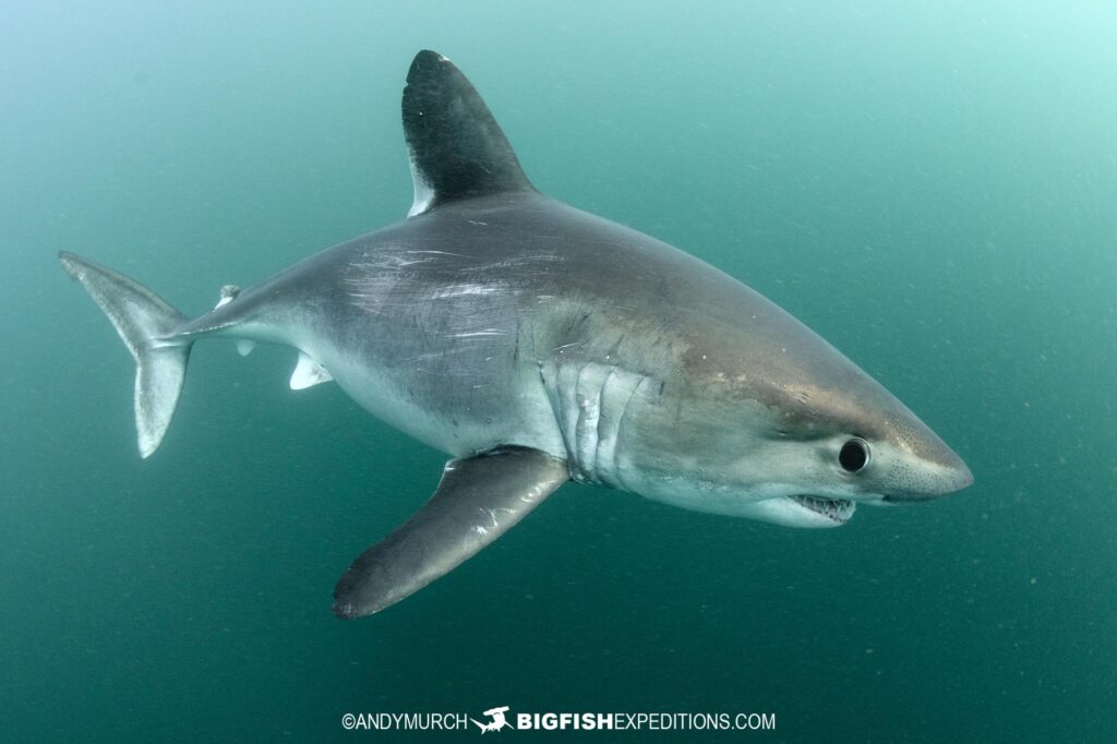 Diving with Porbeagle Sharks in France.