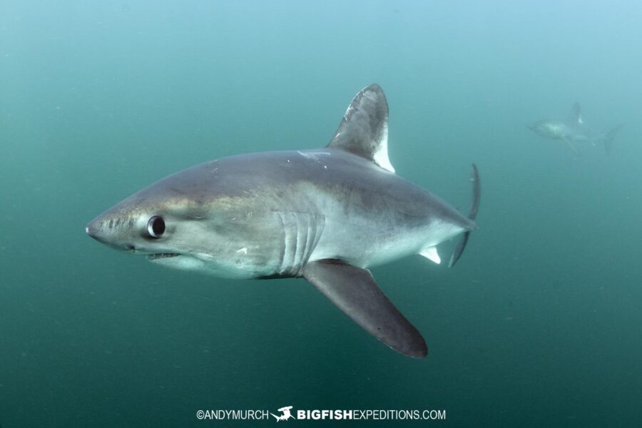 Diving with Porbeagle Sharks in France.