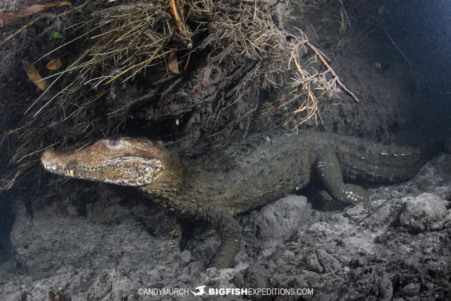 Diving with Giant Anacondas in Brazil.