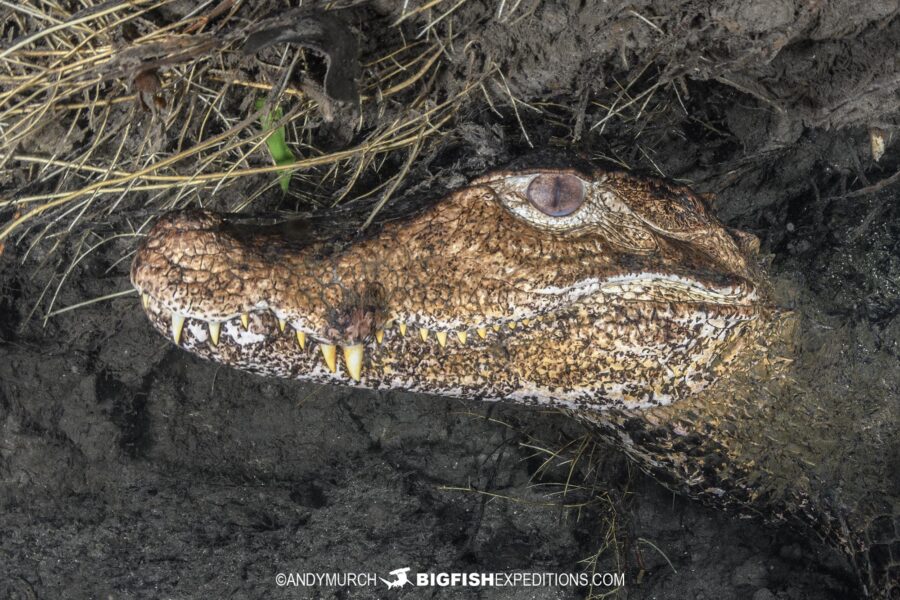 Cuviers-dwarf-caiman | Big Fish Expeditions