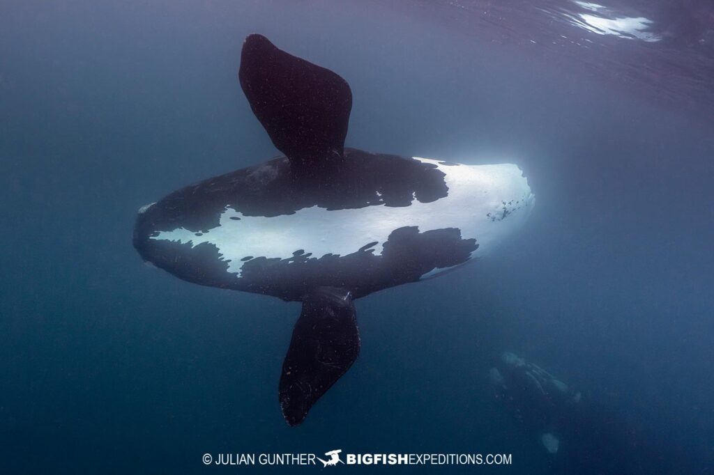 Snorkeling with Southern Right Whales.