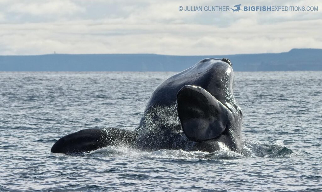 Snorkeling with Southern Right Whales.