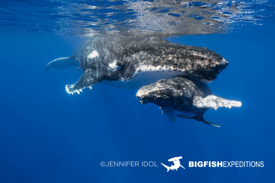 humpback whale snorkeling | Big Fish Expeditions