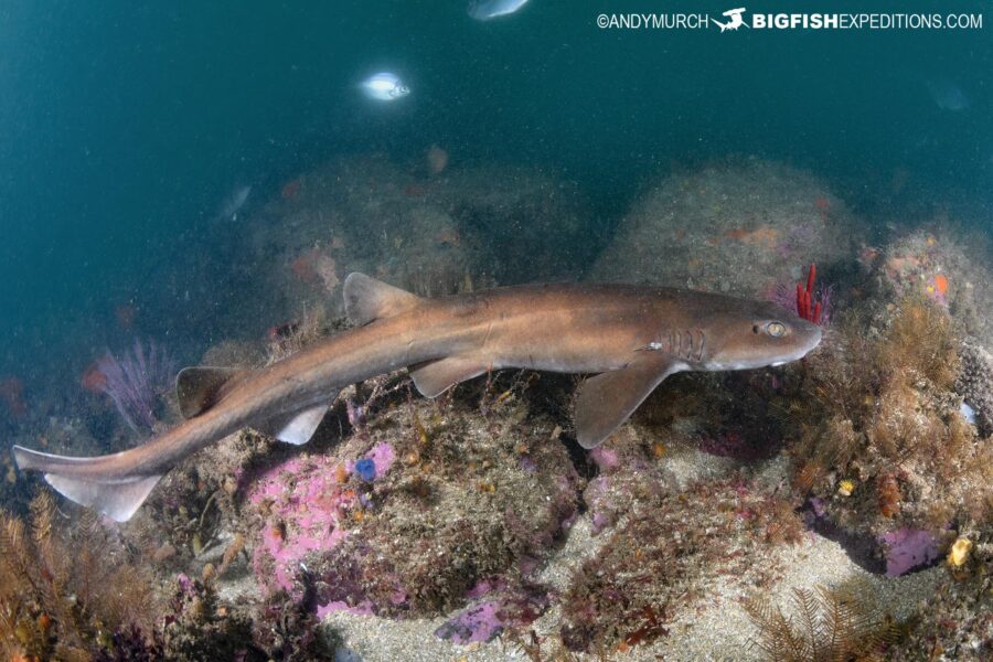 Brown-shyshark-2024 | Big Fish Expeditions