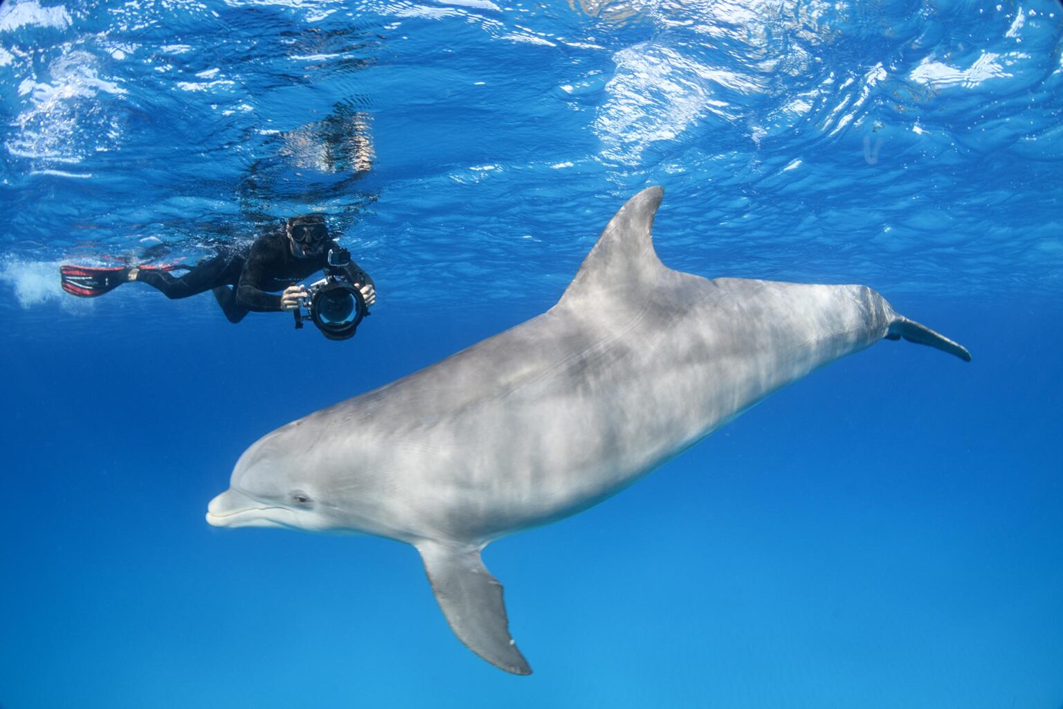 Snorkeling-with-dolphins-Bimini | Big Fish Expeditions