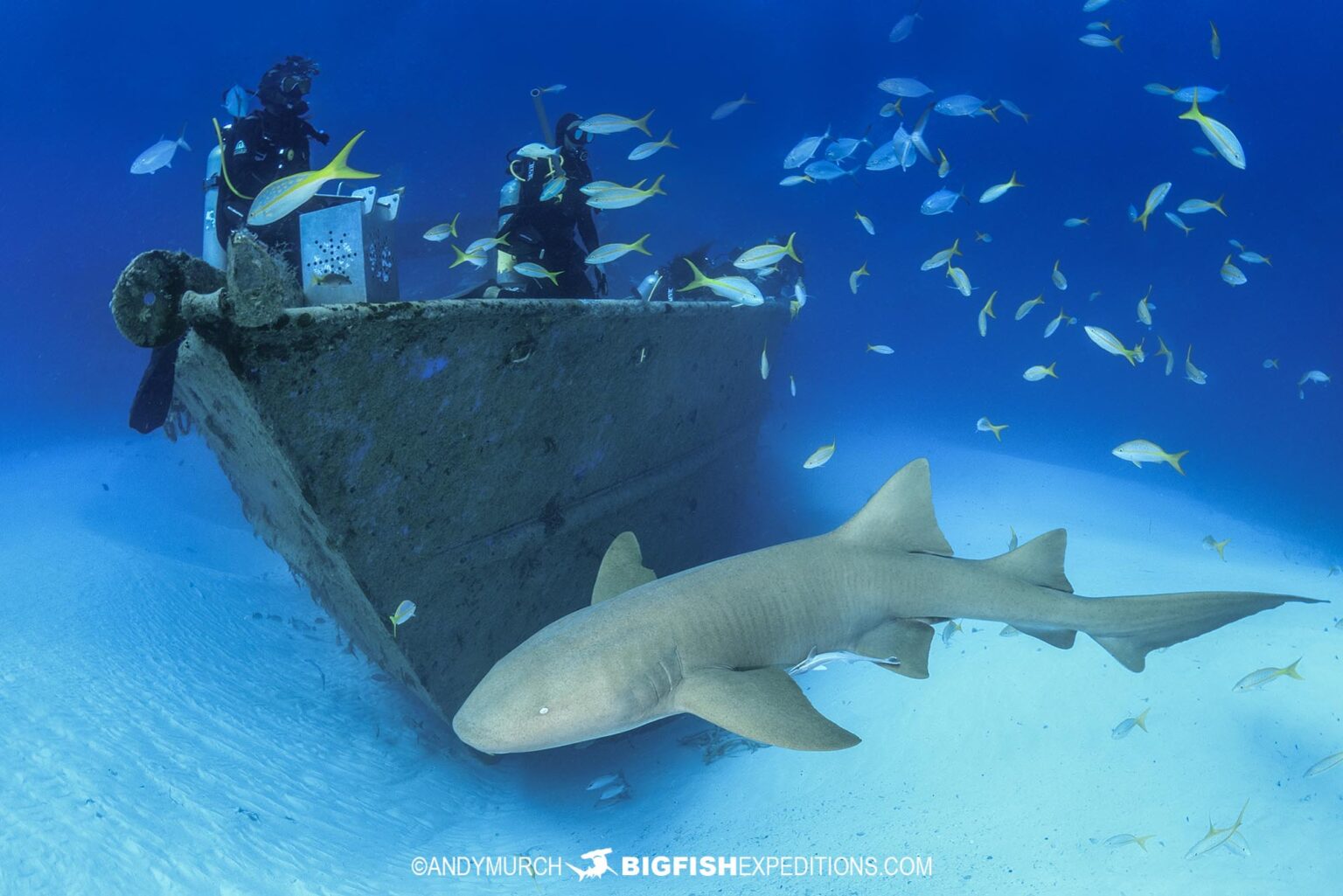 Wreck-dive-sharks-Bimini | Big Fish Expeditions