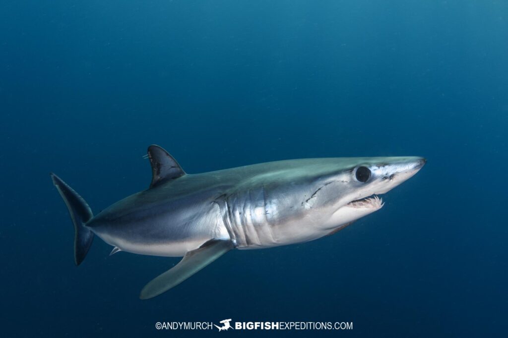 Mako and Blue Shark Snorkeling in Baja, Mexico.