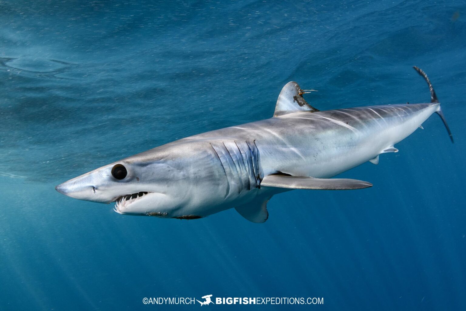 Mako and Blue Shark Snorkeling in Baja, Mexico.